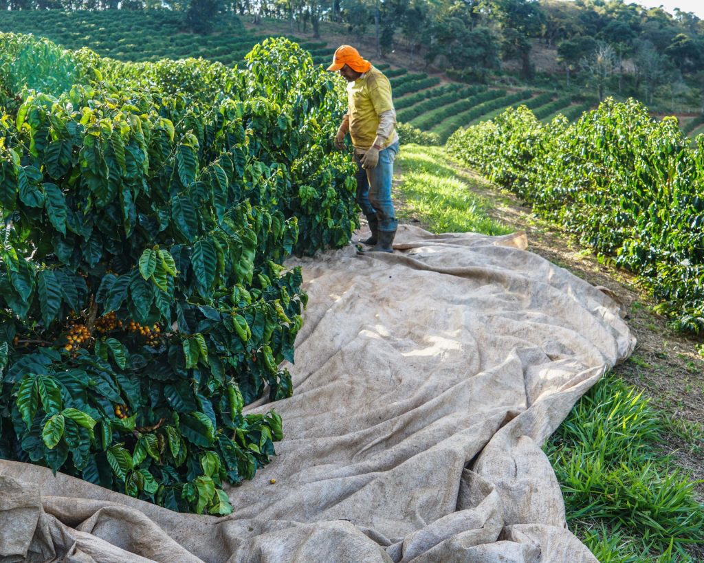 Hand Picked Coffee Vs Mass Picked Coffee - Two Chimps Coffee