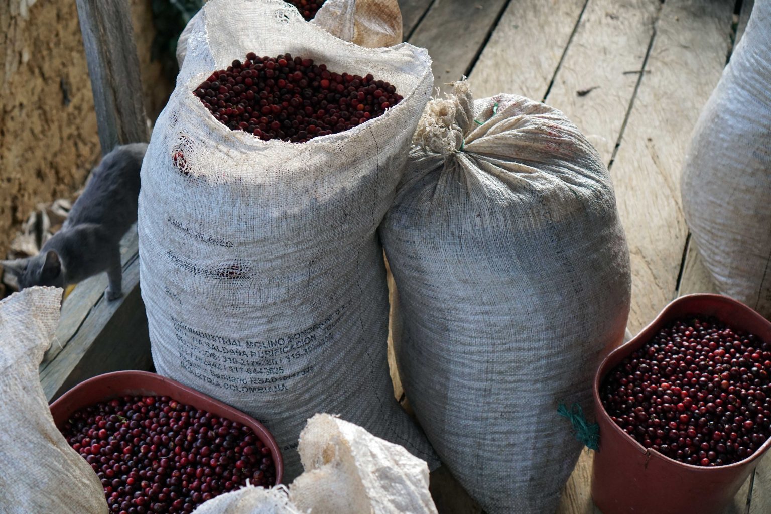 What is Fermented Coffee? - Two Chimps Coffee
