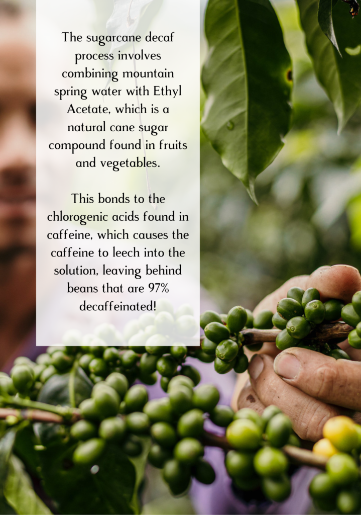 Decaffeinated Single-Origin Coffee Sample | Two Chimps Coffee